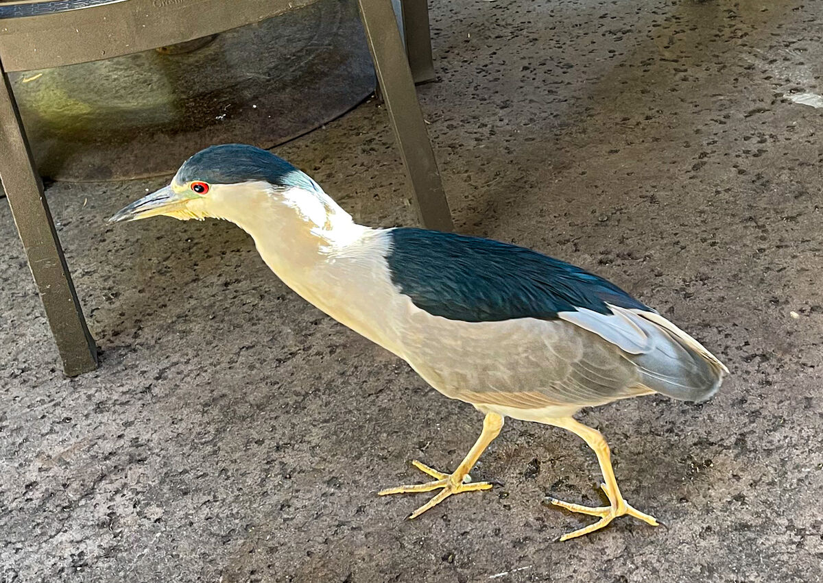 San Diego Safar Park - Beggar: Everything at Safari Park was a step up ...