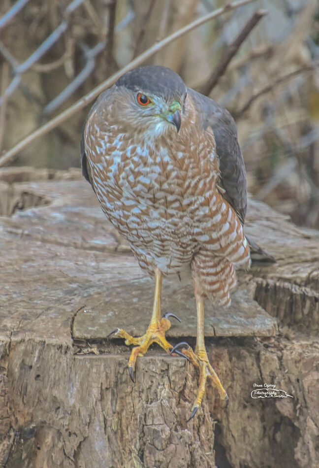 Cooper's Hawk: Outside My Window...