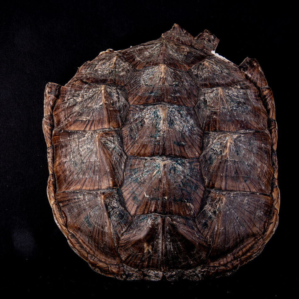 Shot just for RetCPO: This is what's left of the Shell I used for ...