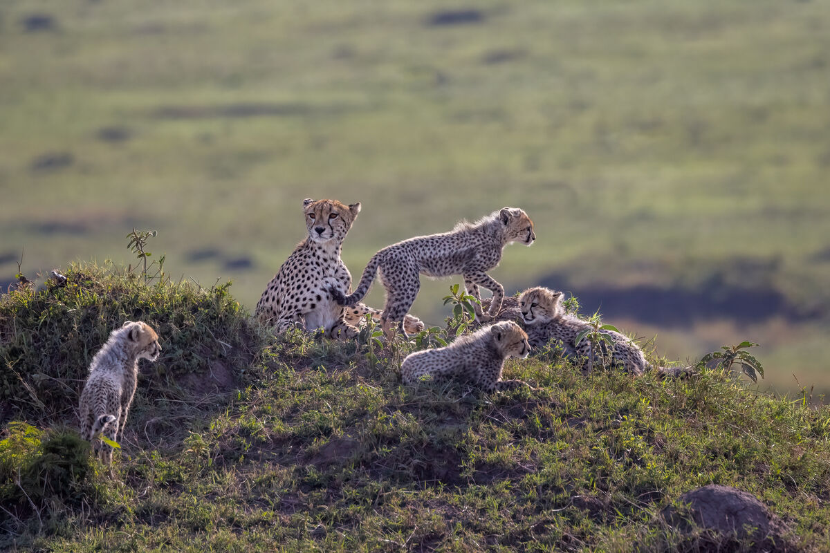Cheetah part 3: The personality of 2 of the cubs really stood out. One ...