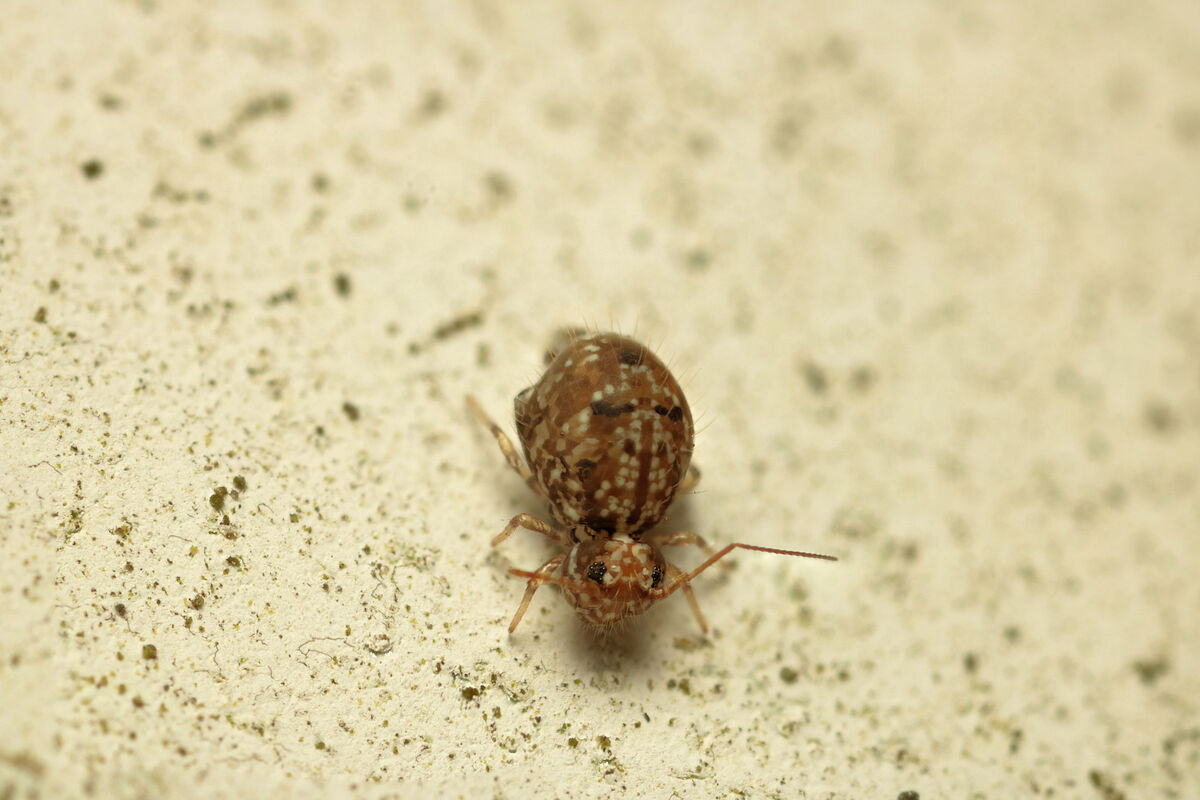 3x1 shots: more springtails ,spider is 1x1...