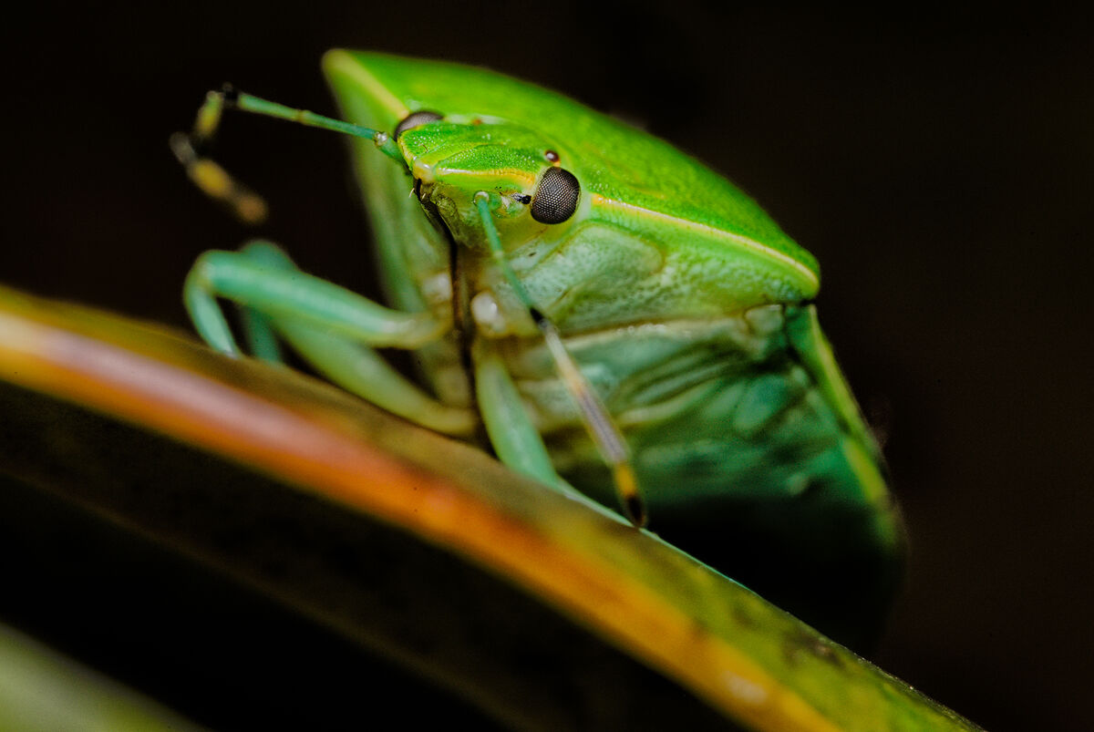 Green Stink Bug: This is one of my preserved green stink bugs that I ...