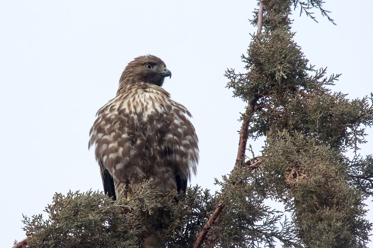 Close Encounter of the RTH Variety: Red-tailed Hawk, that is. Got great ...