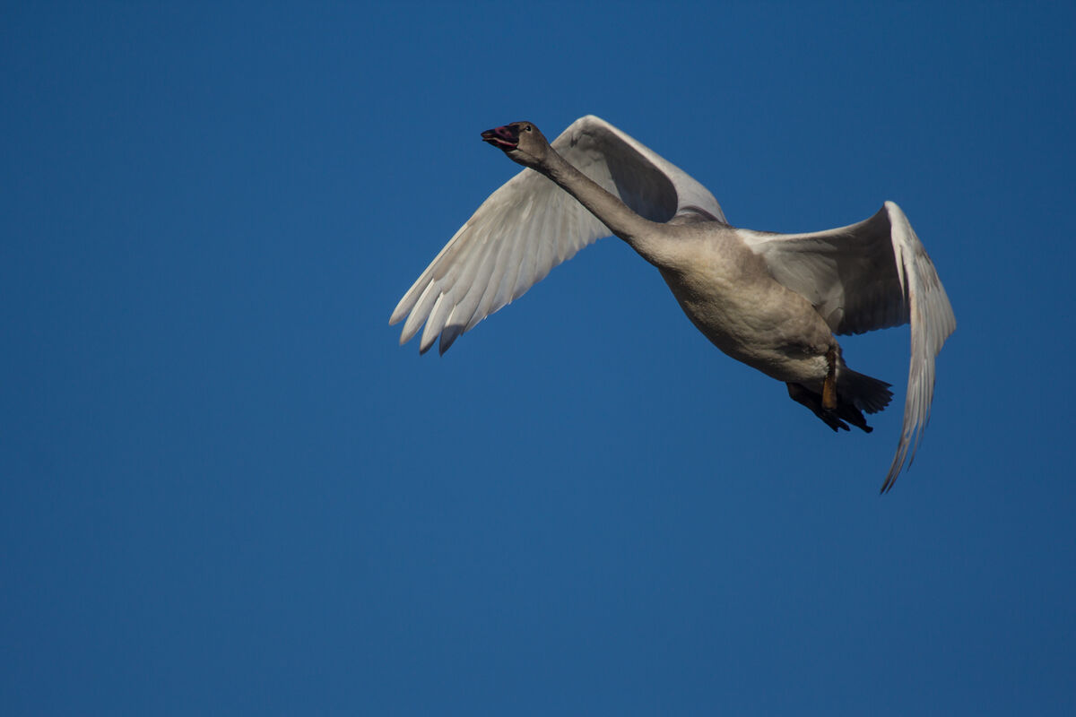 Tumpeter Swan in Flight: Ground Control to Major Swan. We have lift-off ...