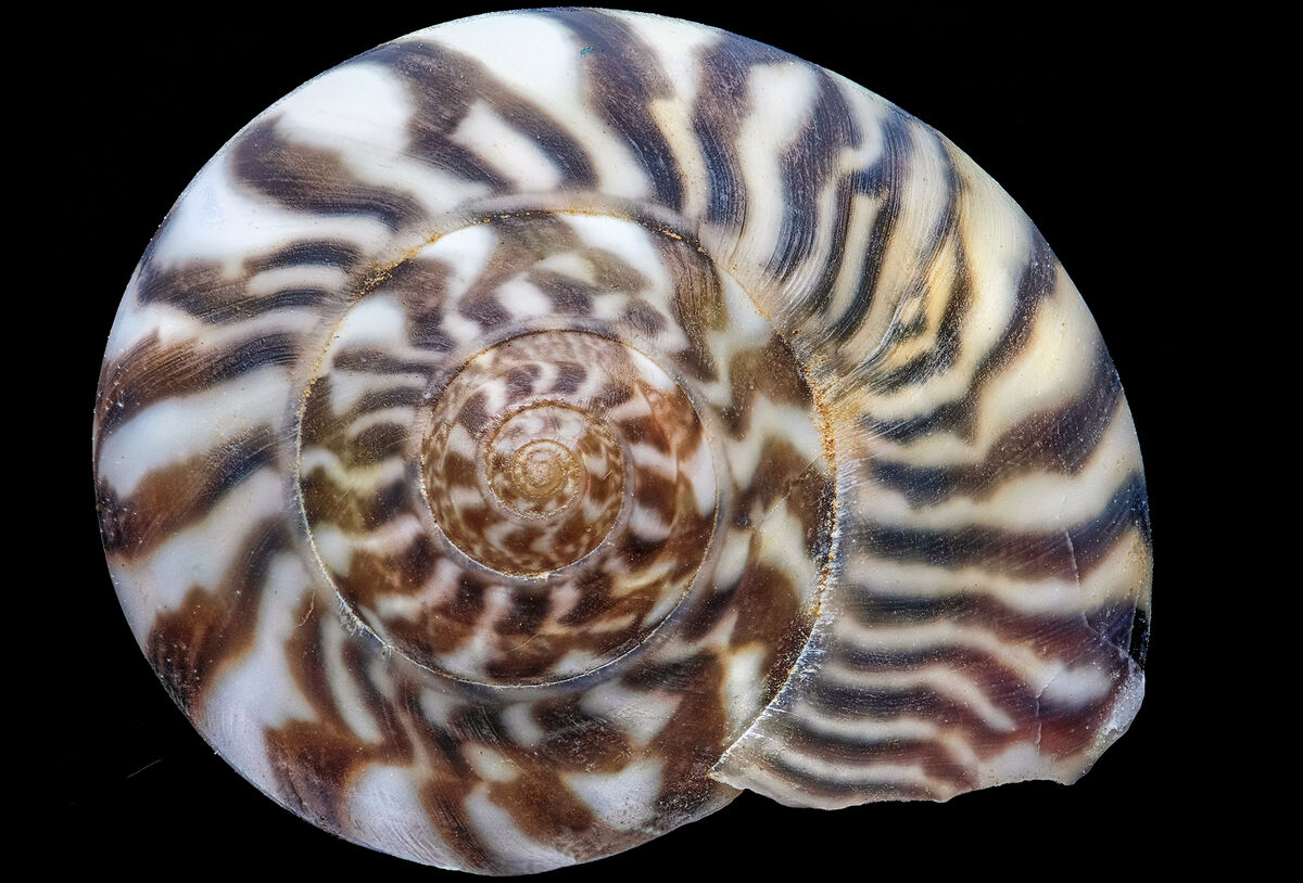Focused Stacked Image of a Shell: While shopping at the craft store for ...