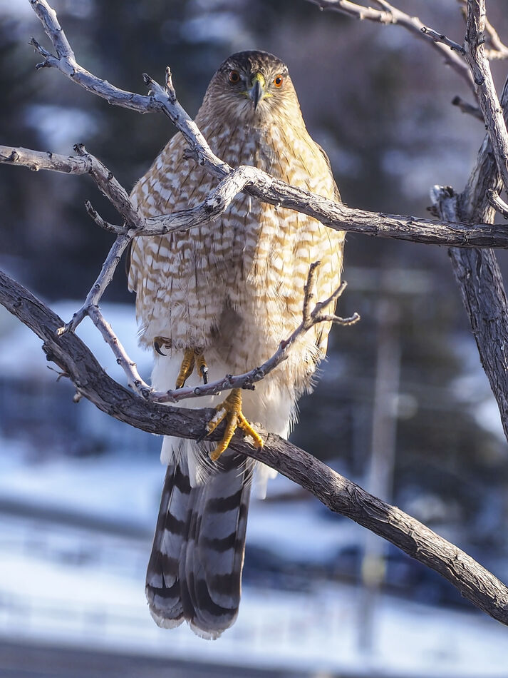 Cooper's Hawk: The "resident" Cooper's hawk poses for the camera ...