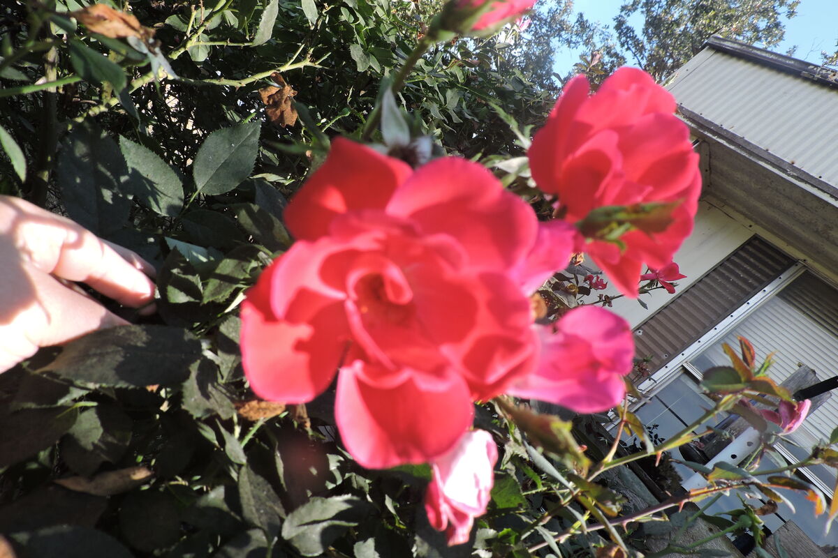 rrose: