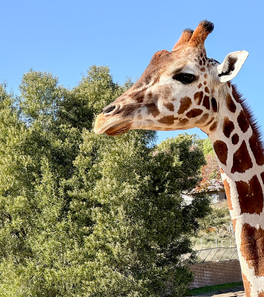 San Diego Safari Park - Part 3: In the open range area, the giraffes ...