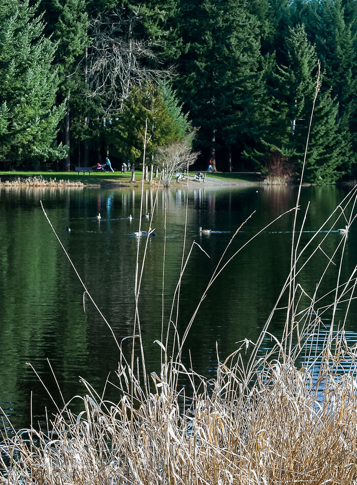 My Image, Your View Bradley Lake Park: Bradley Lake was a property ...