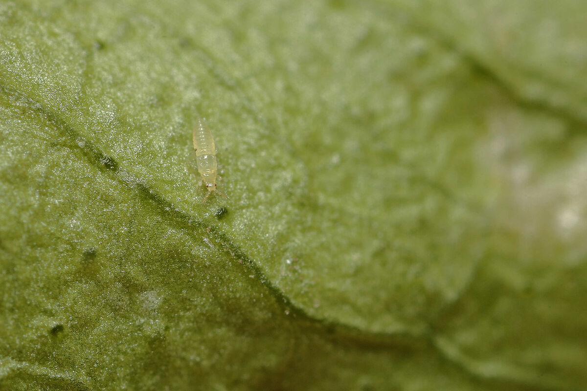 invisible bugs: 5x1 thrips...