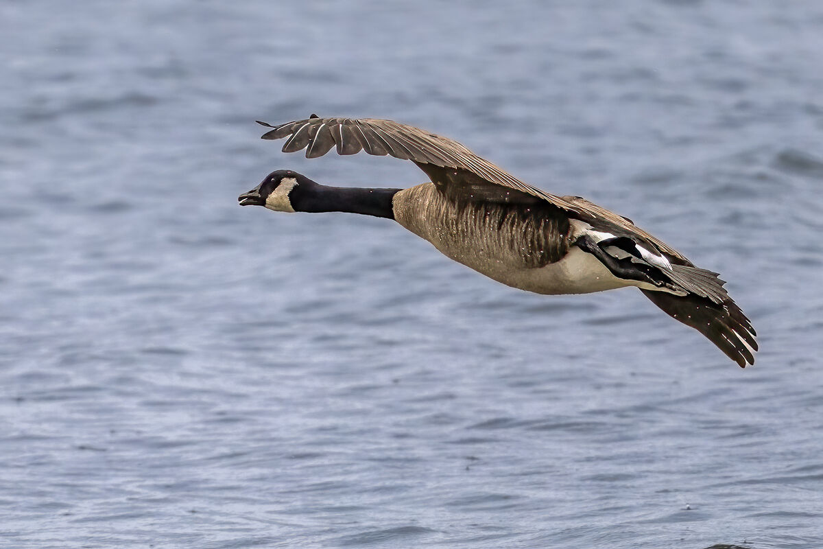 More Canada Geese- Belfair State Park 9-23-2023: More fun in the rain ...