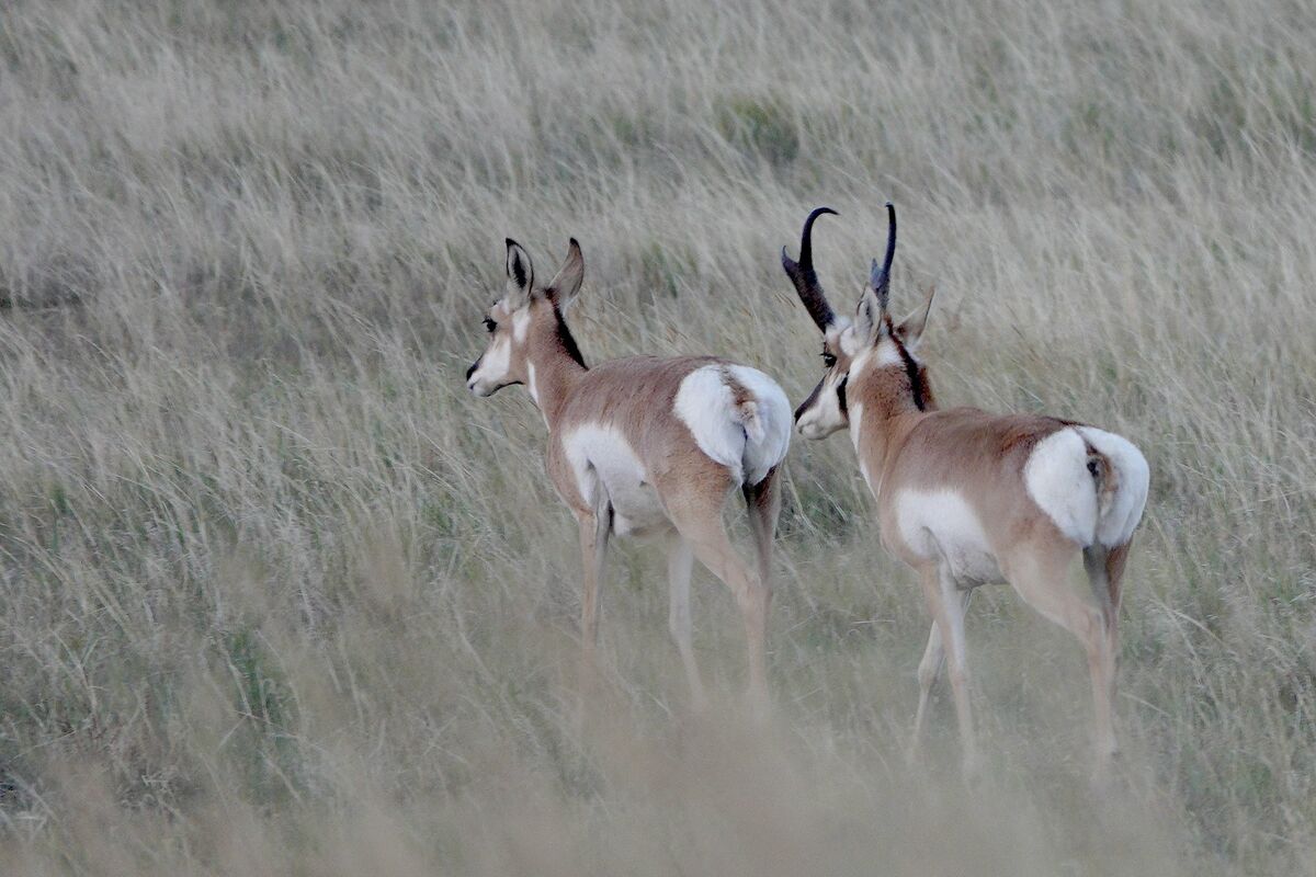 More Wyoming Antelope: On my recent trip to Eastern Wyoming and South ...
