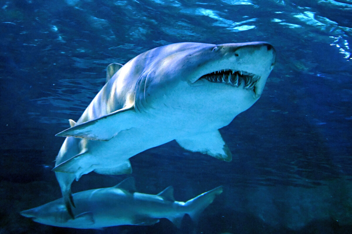 Aquarium life : jaws, Rays and friends: Myrtle Beach, Ripley's aquarium ...