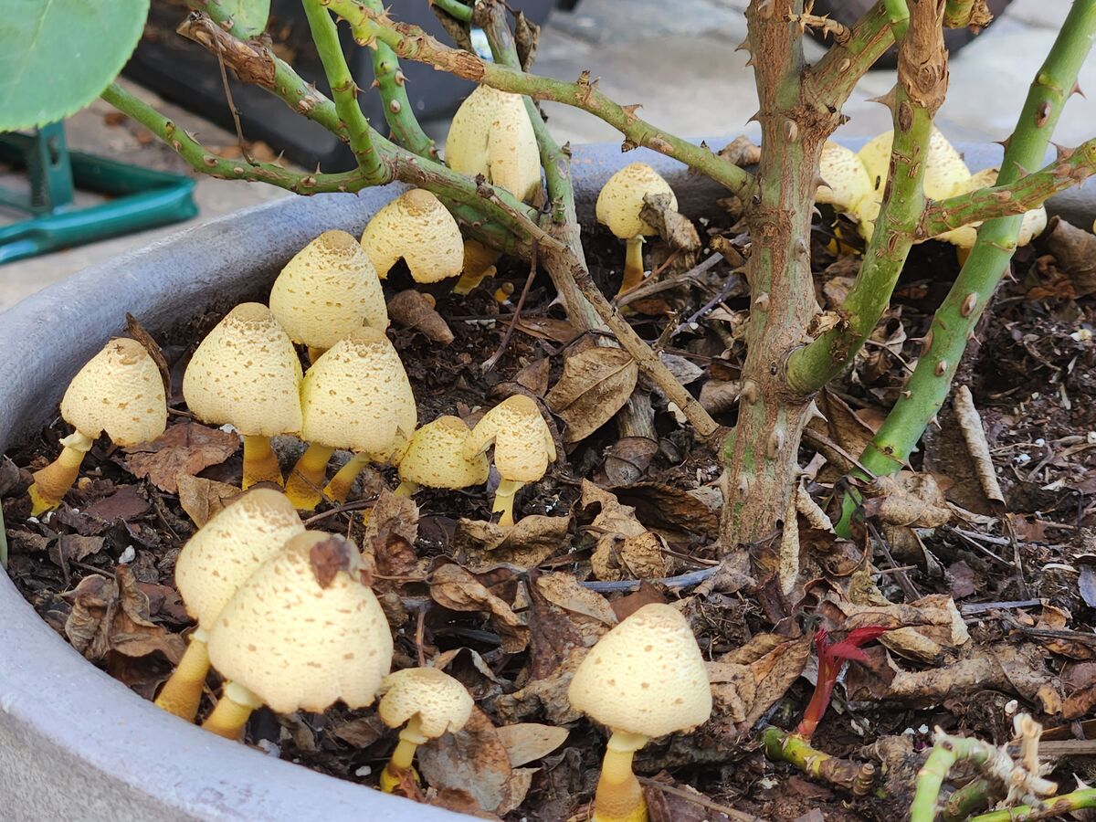 Ring around the roses: These popped up around one of my wife's potted ...