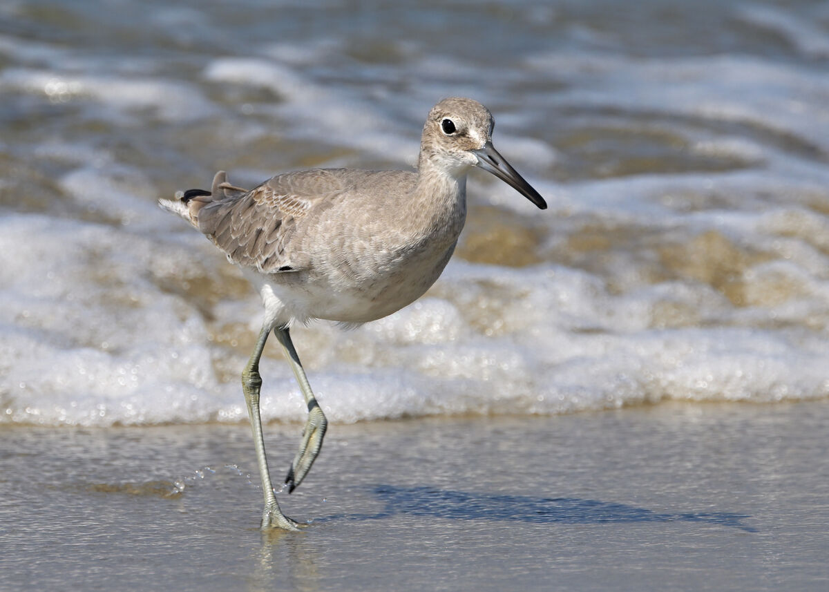 Willet: This is an adult Willet in winter non breeding colors working ...