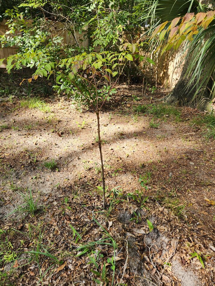 The Devil's Walking Stick ((Aralia spinosa L.): Devil’s walking stick ...