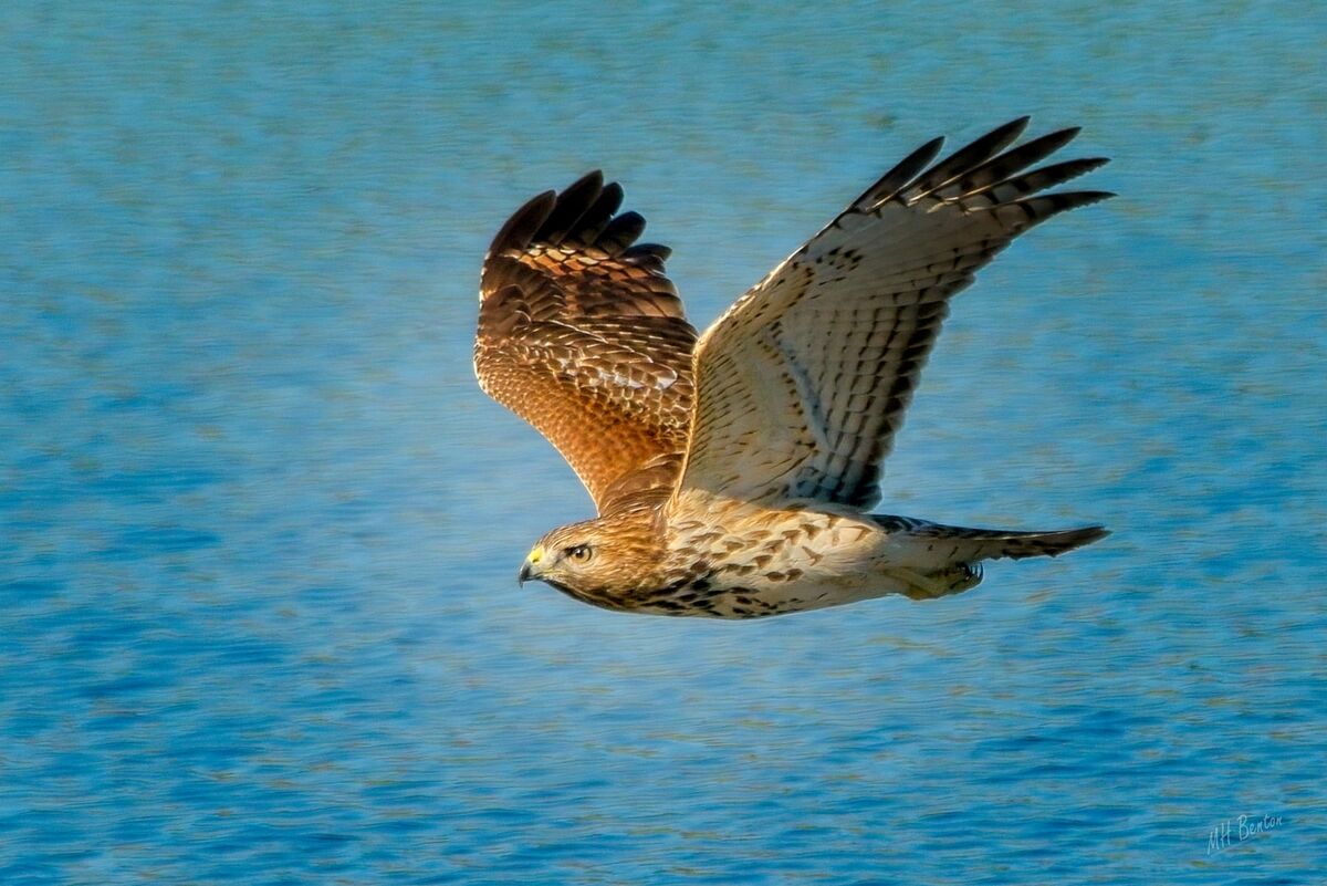 Remember, when you show interest in Red-tailed Hawk, they just may show ...