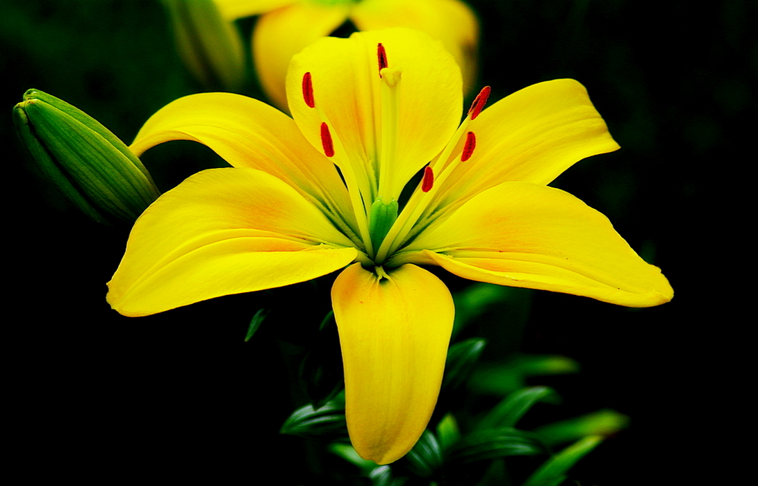 An Amazing Day Lily: Lens: SMC Pentax-FA 80-320mm Lens Camera: Pentax k ...