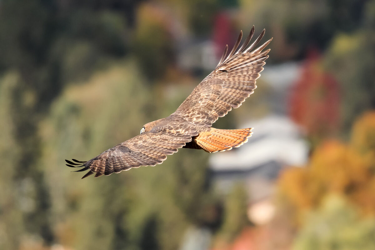 Red-tailed Hawk in Flight: An unusual perspective, taken above the bird ...