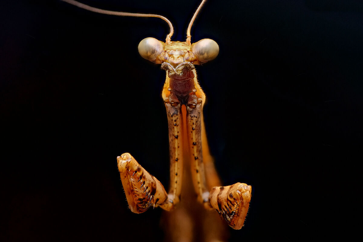 Focused Stacked Image of a Mantis Nymph: This is one of my preserved ...