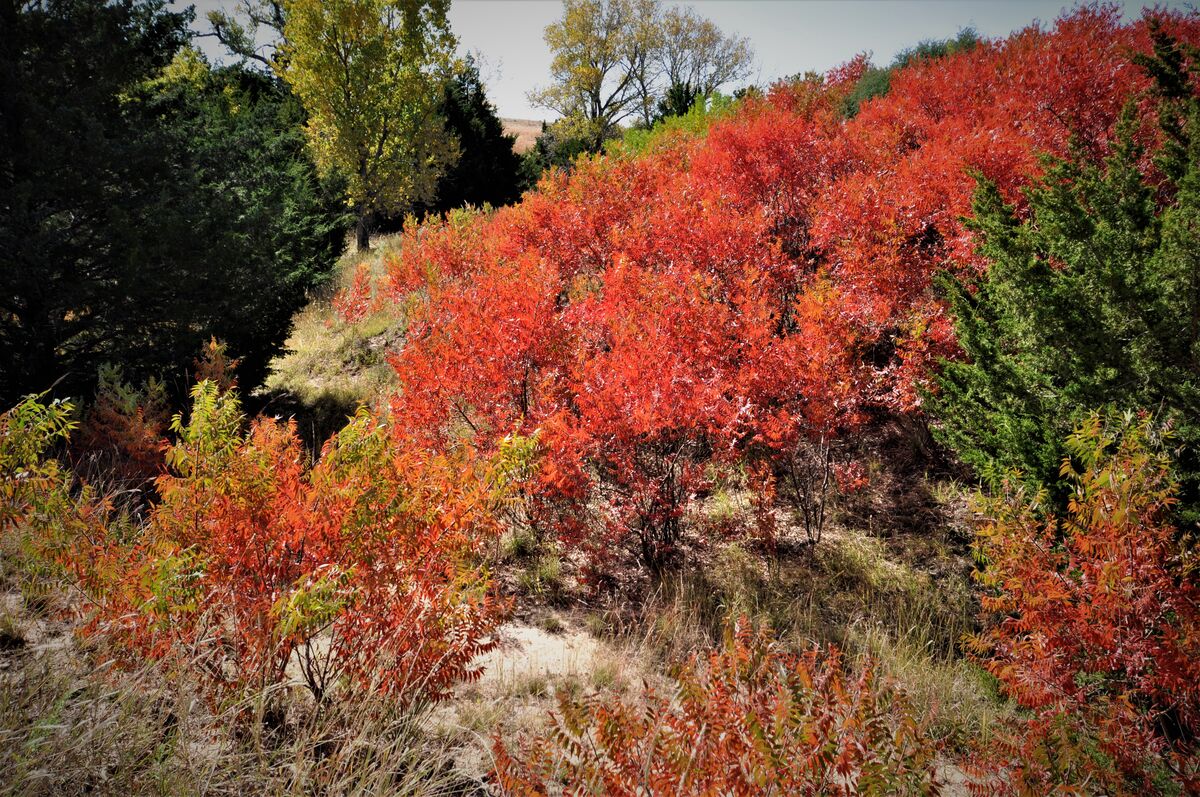 Red Sumac: We don't have tall aspens or silver maple trees here but we ...