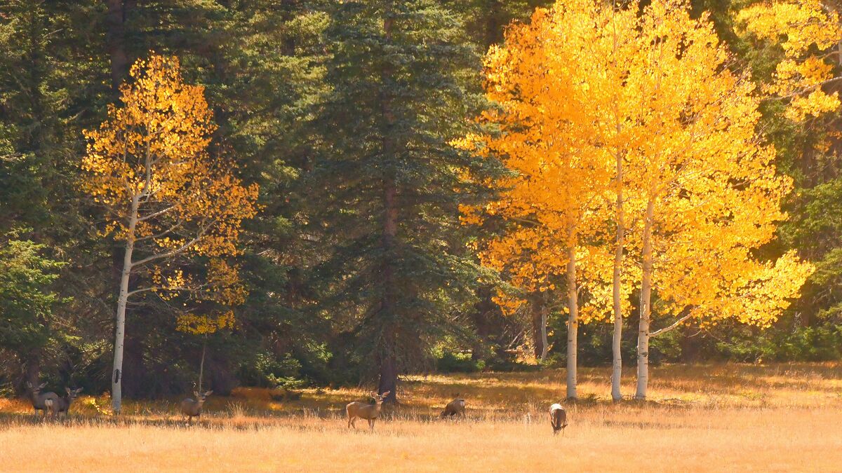Aspen in Full Gold Color: With Deer North Rim of the Grand Canyon...