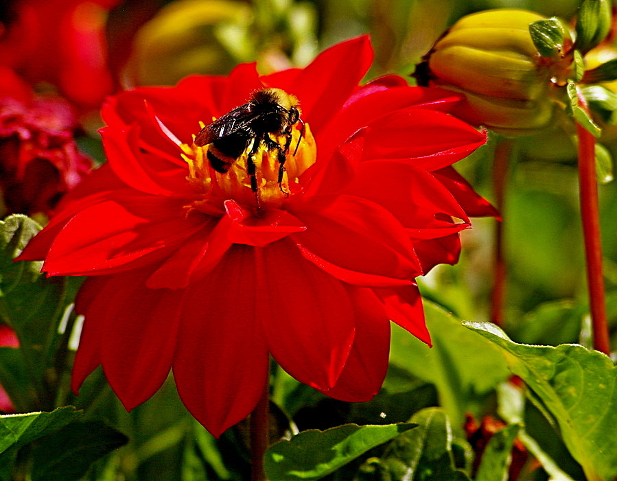A pollinator doing his job. :)): Pentax K100D body with an SMC Takumar ...