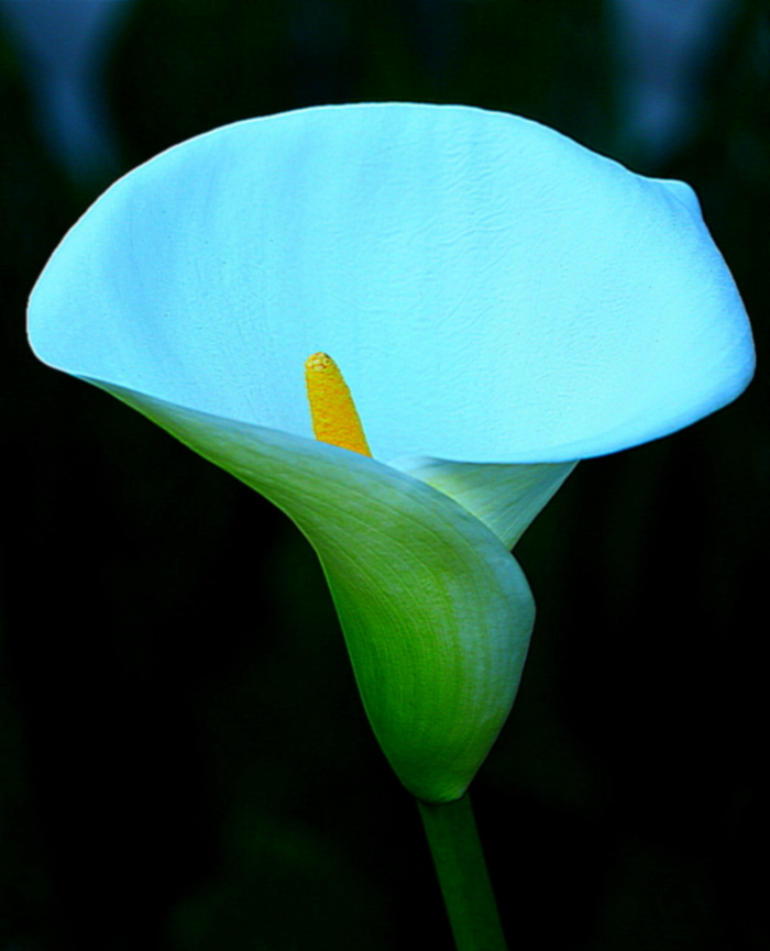 A very lovely Lilly courtesy of my neighbor's garden. ;): Lens: Canon ...