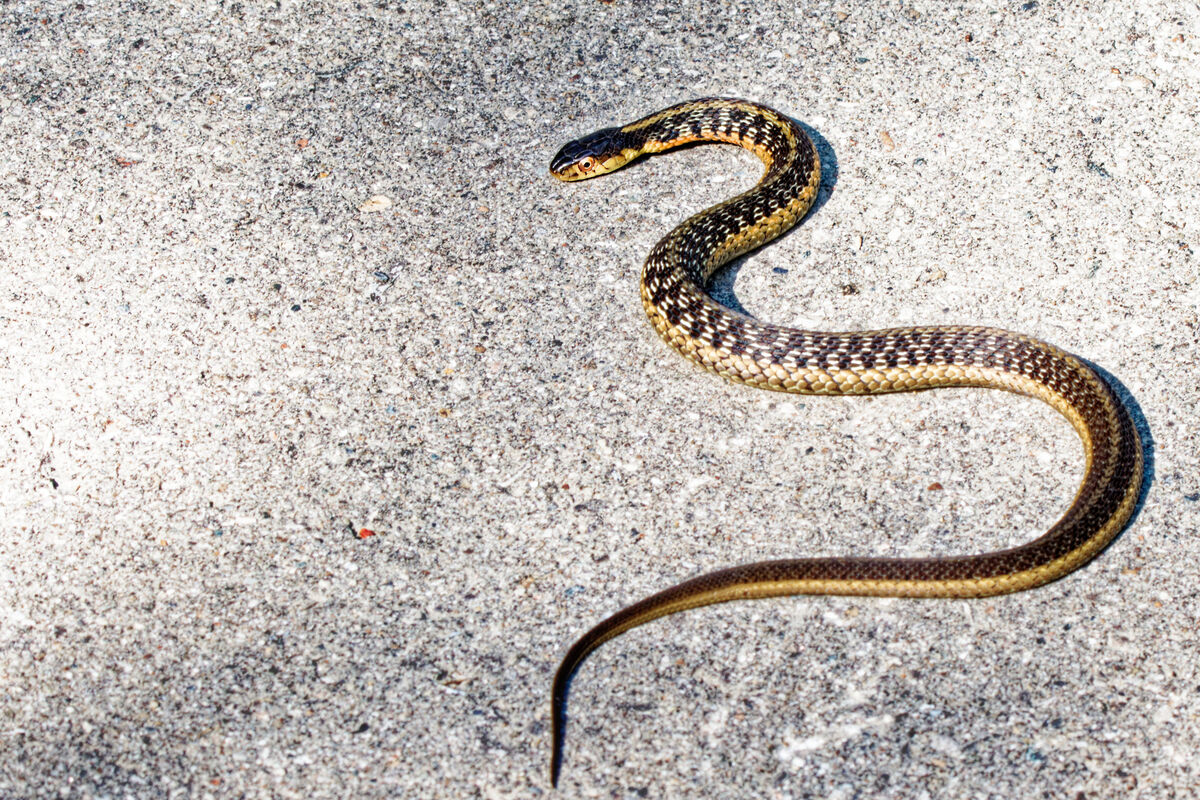belle isle wildlife.detriot,mich: deer.northen water snake.garter snake ...