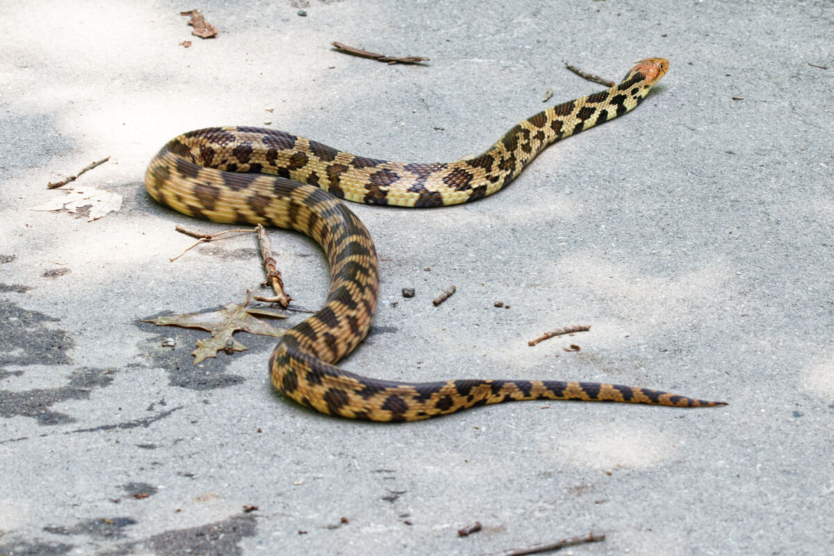 belle isle wildlife.detriot,mich: deer.northen water snake.garter snake ...