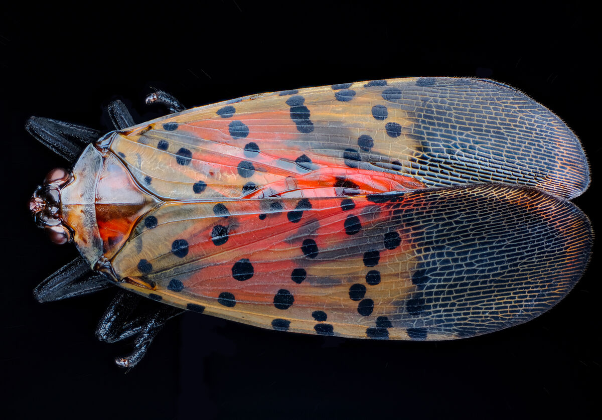 Focused Stacked Image of a Spotted Lantern Fly: This is a Spotted ...