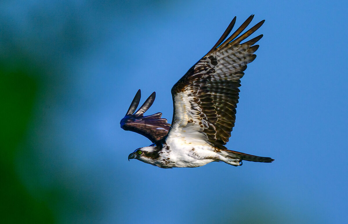 Osprey: A few Osprey have recently reappeared for the Fall/Winter here ...