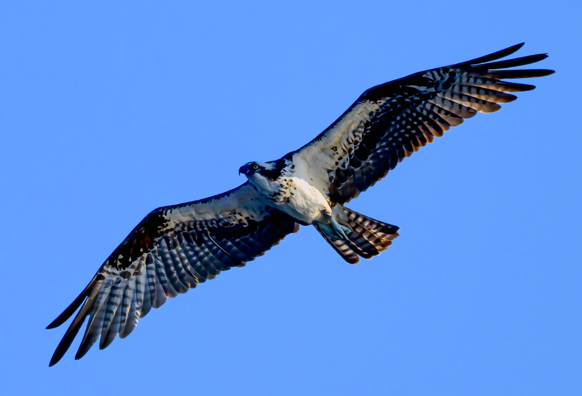 Osprey: A few Osprey have recently reappeared for the Fall/Winter here ...