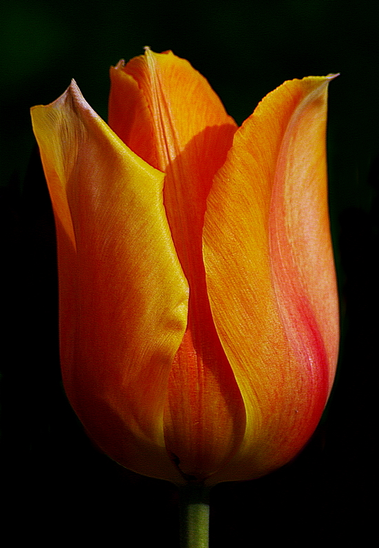 An exquisite tulip courtesy of my neighbor's garden: Lens: SMC Takumar ...