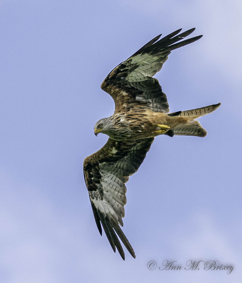 Red Kite: Taken at Gingrin Farm feeding station, near Rhayader Mid ...