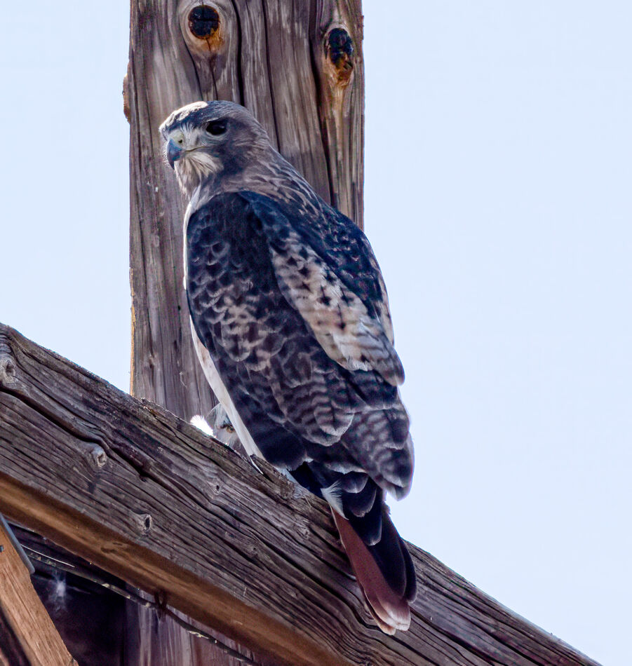 Hiding in the Shadows: Thank you ACR for this result...