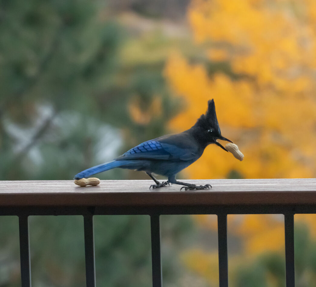 Blue Jay Stellers: Love these crazy birds and their antics. So many in ...