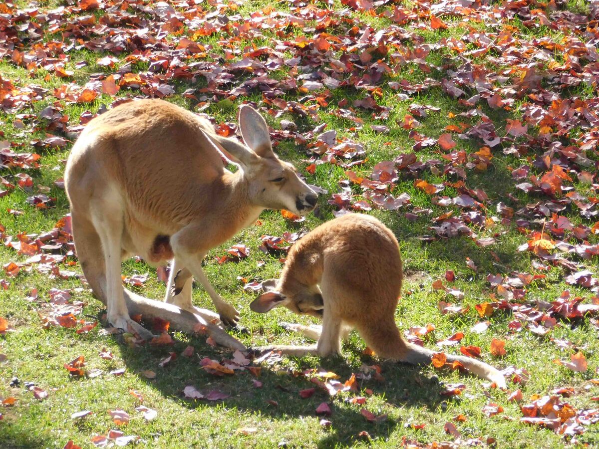 Southwick Zoo - A few pictures from my favorite zoo: Southwick zoo in ...