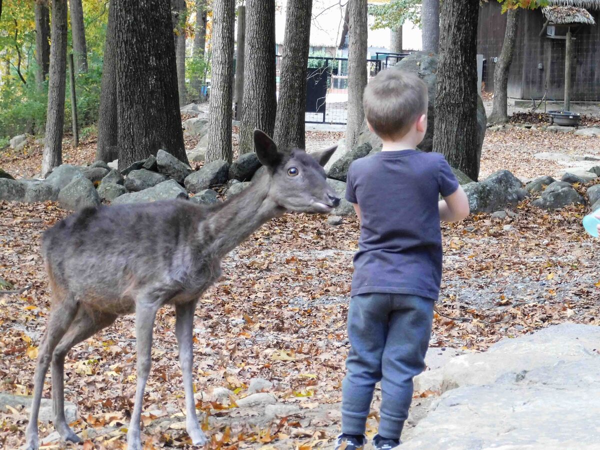 Southwick Zoo - A few pictures from my favorite zoo: Southwick zoo in ...