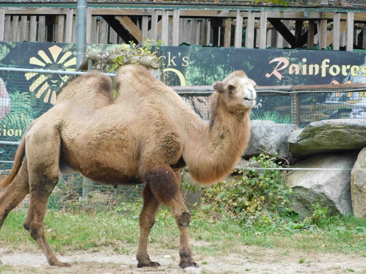 Southwick Zoo - A few pictures from my favorite zoo: Southwick zoo in ...