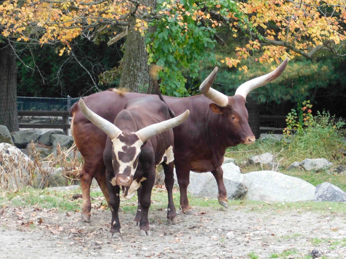 Southwick Zoo - A few pictures from my favorite zoo: Southwick zoo in ...