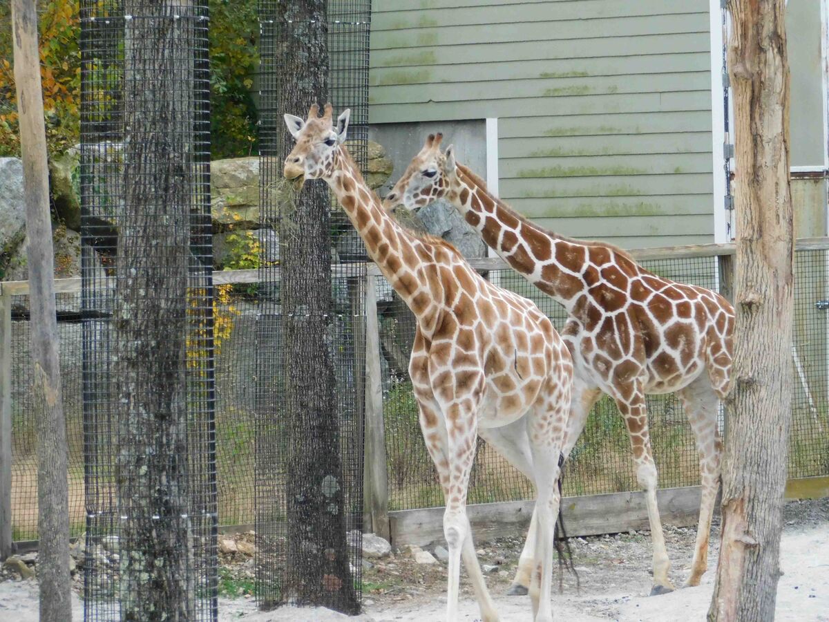 Southwick Zoo - A few pictures from my favorite zoo: Southwick zoo in ...