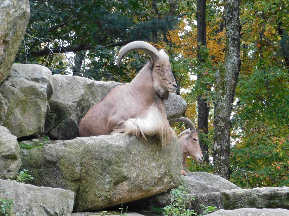 Southwick Zoo - A few pictures from my favorite zoo: Southwick zoo in ...