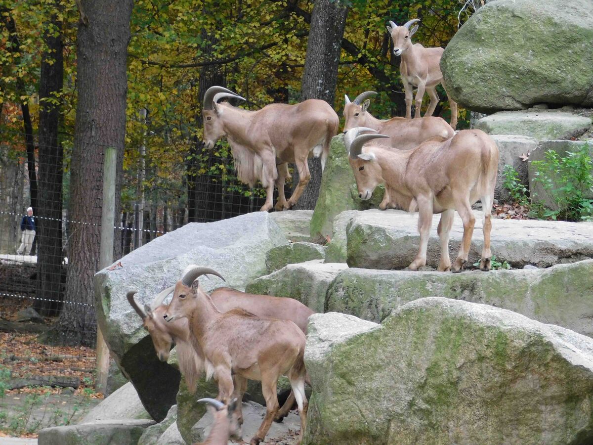 Southwick Zoo - A few pictures from my favorite zoo: Southwick zoo in ...