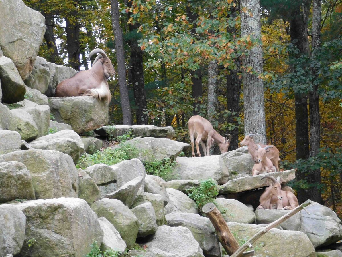 Southwick Zoo - A few pictures from my favorite zoo: Southwick zoo in ...