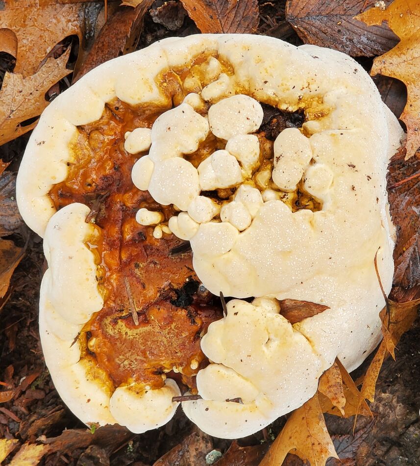 A Fungus Among Us: Is there a biologist out there who can identify this ...