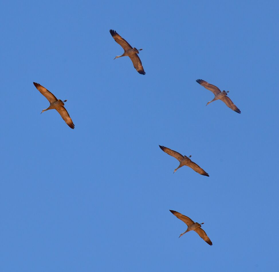 Bosque del Apache: Taken this week. A bit different from my usual ...