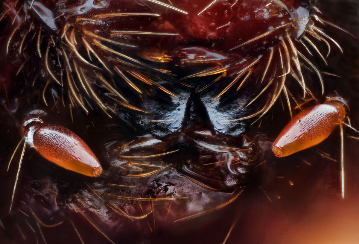 Focus Stacked Image of June Beetle Mouthparts: This is a 10X ...
