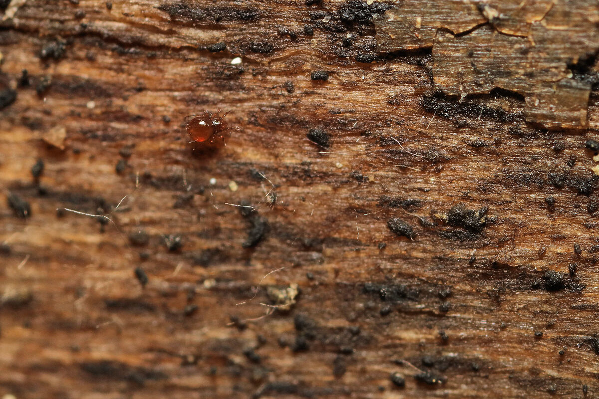 5x1 shots: baby springtails and a red mite...