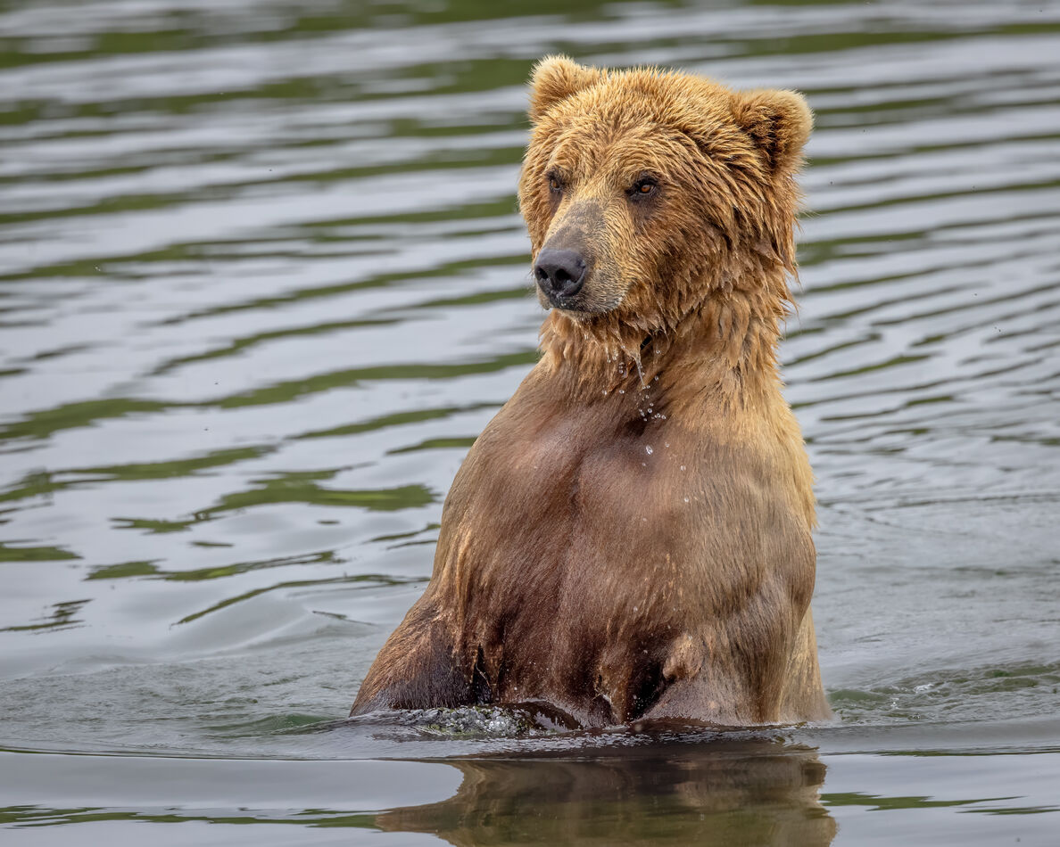 Most delicious ever! Before the salmon were plentiful the bears would ...